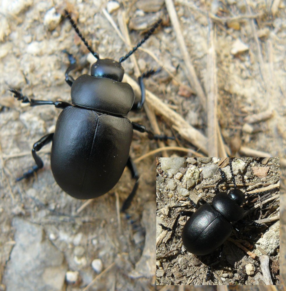 Réf. 83128 — INSECTA > Coleoptera > Chrysomelidae > Timarcha (Timarcha ...
