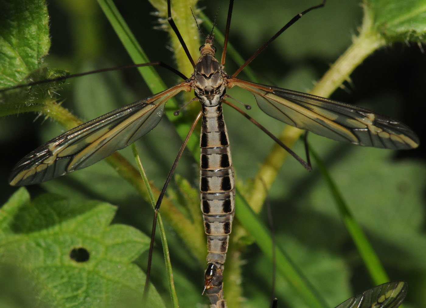 Réf. 84092 — INSECTA > Diptera > Tipulidae > Tipula (Acutipula) vittata ...