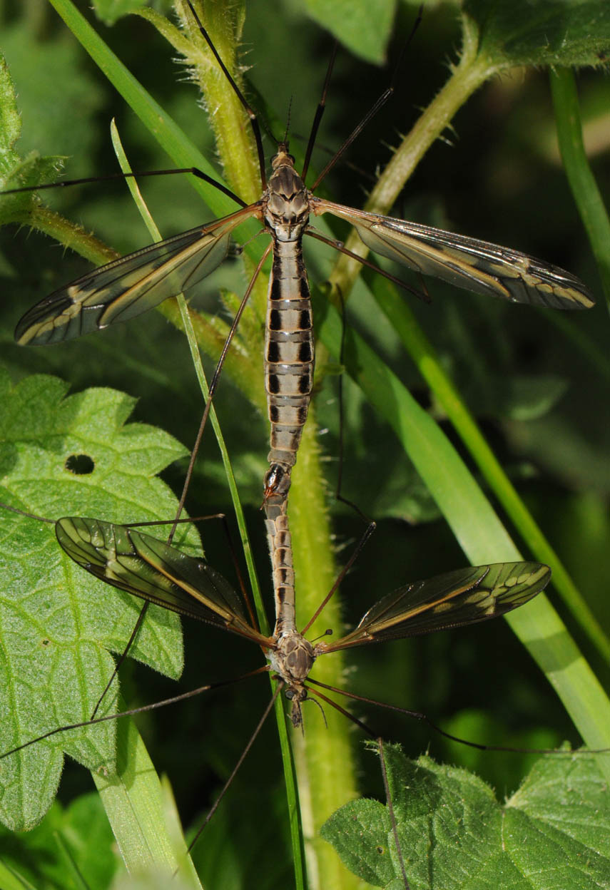 Réf. 84090 — INSECTA > Diptera > Tipulidae > Tipula (Acutipula) vittata ...