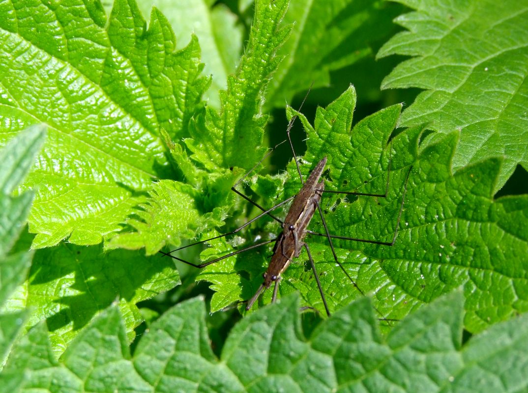 Réf. 84276 — INSECTA > Heteroptera > Gerridae > Aquarius najas - www ...