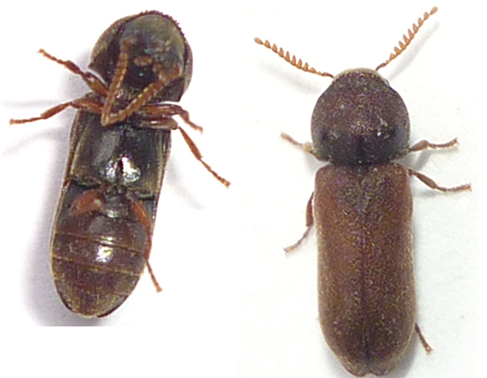 Réf. 84139 — INSECTA > Coleoptera > Ptinidae > Ptilinus pectinicornis ...