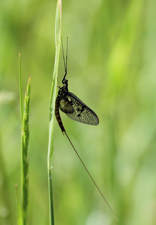 Réf. 84728 — INSECTA > Ephemeroptera > Ephemeridae > Ephemera vulgata ...