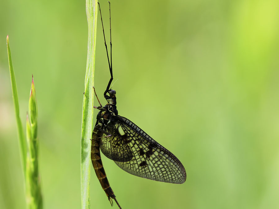 Réf. 84729 — INSECTA > Ephemeroptera > Ephemeridae > Ephemera vulgata ...