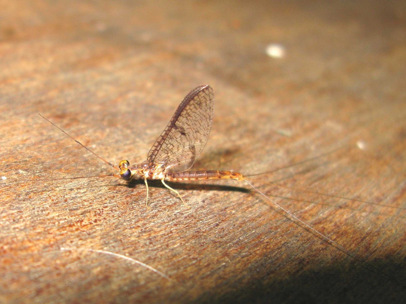 Réf. 84390 — INSECTA > Ephemeroptera > Ephemeridae > Ephemera sp. - www ...