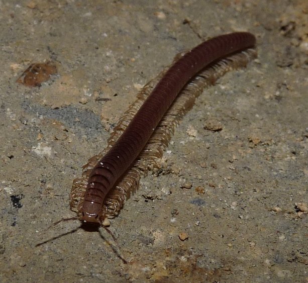 Réf. 84836 — DIPLOPODA > Callipodida > Callipodidae > Callipus ...