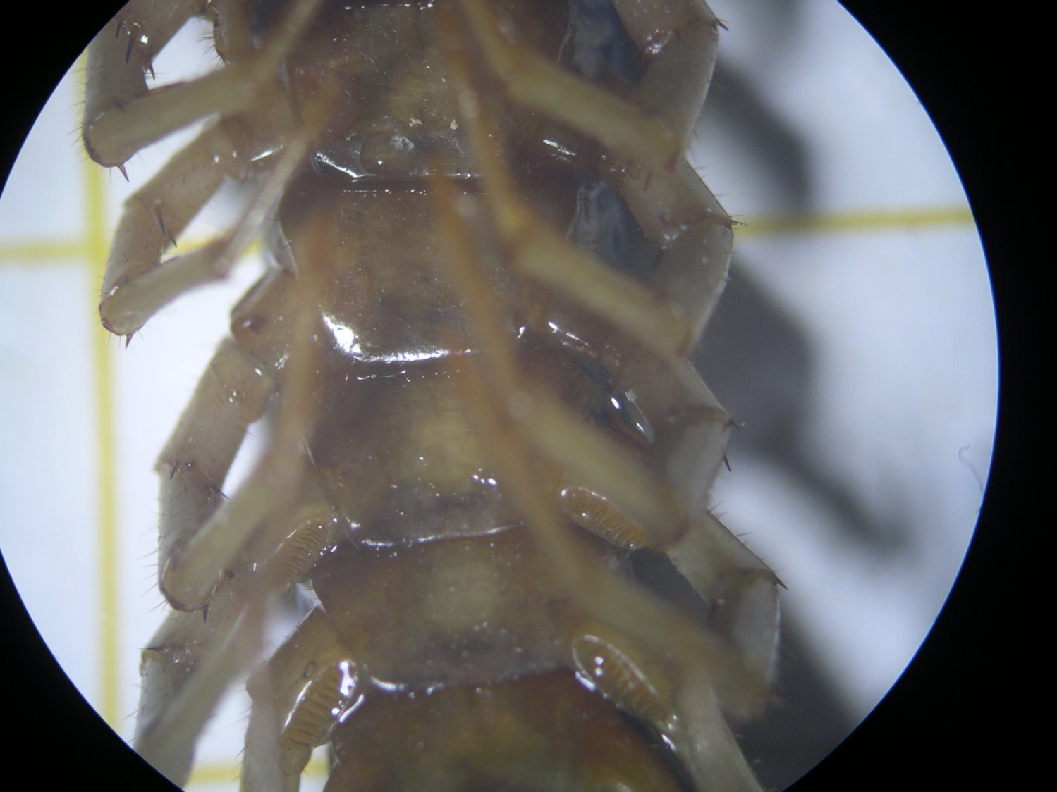 Réf. 84967 — CHILOPODA > Lithobiomorpha > Lithobiidae > Lithobius ...