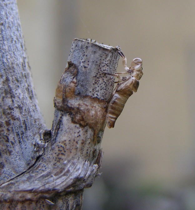 Réf. 85963 — INSECTA > Homoptera > Aphrophoridae > Aphrophora corticea ...