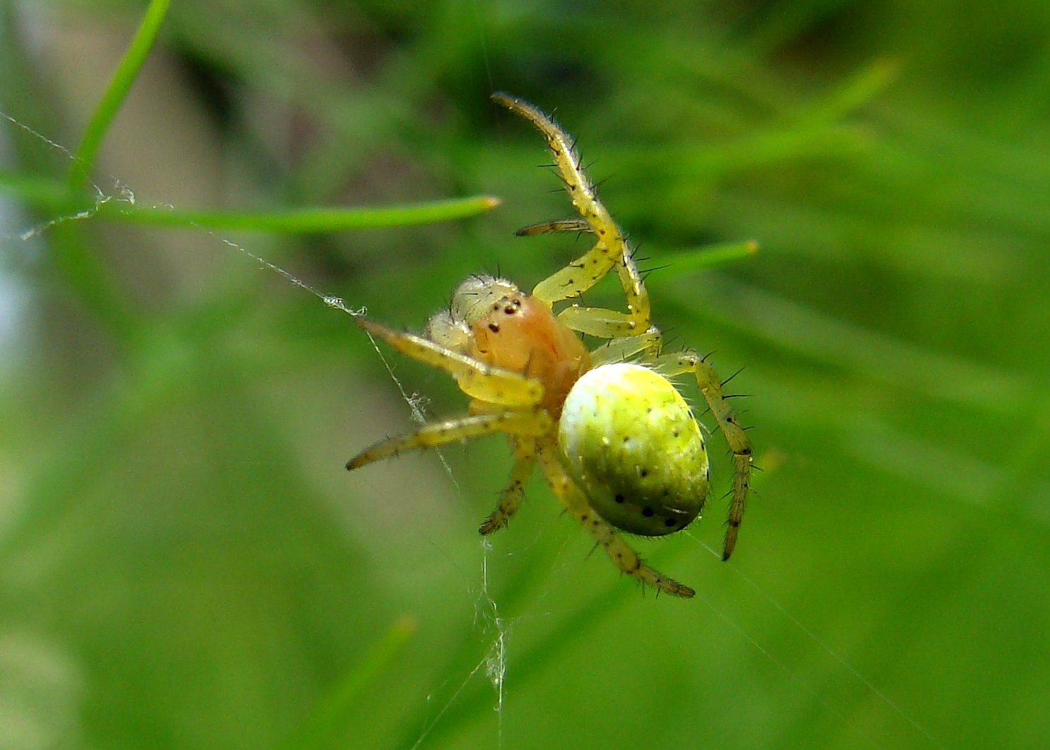 Réf. 85053 — ARACHNIDA > Araneae > Araneidae > Araniella sp. - www ...