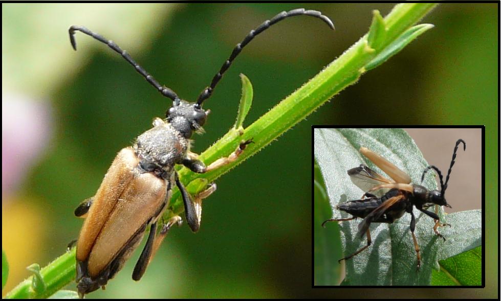 Réf. 86035 — INSECTA > Coleoptera > Cerambycidae > Stictoleptura ...