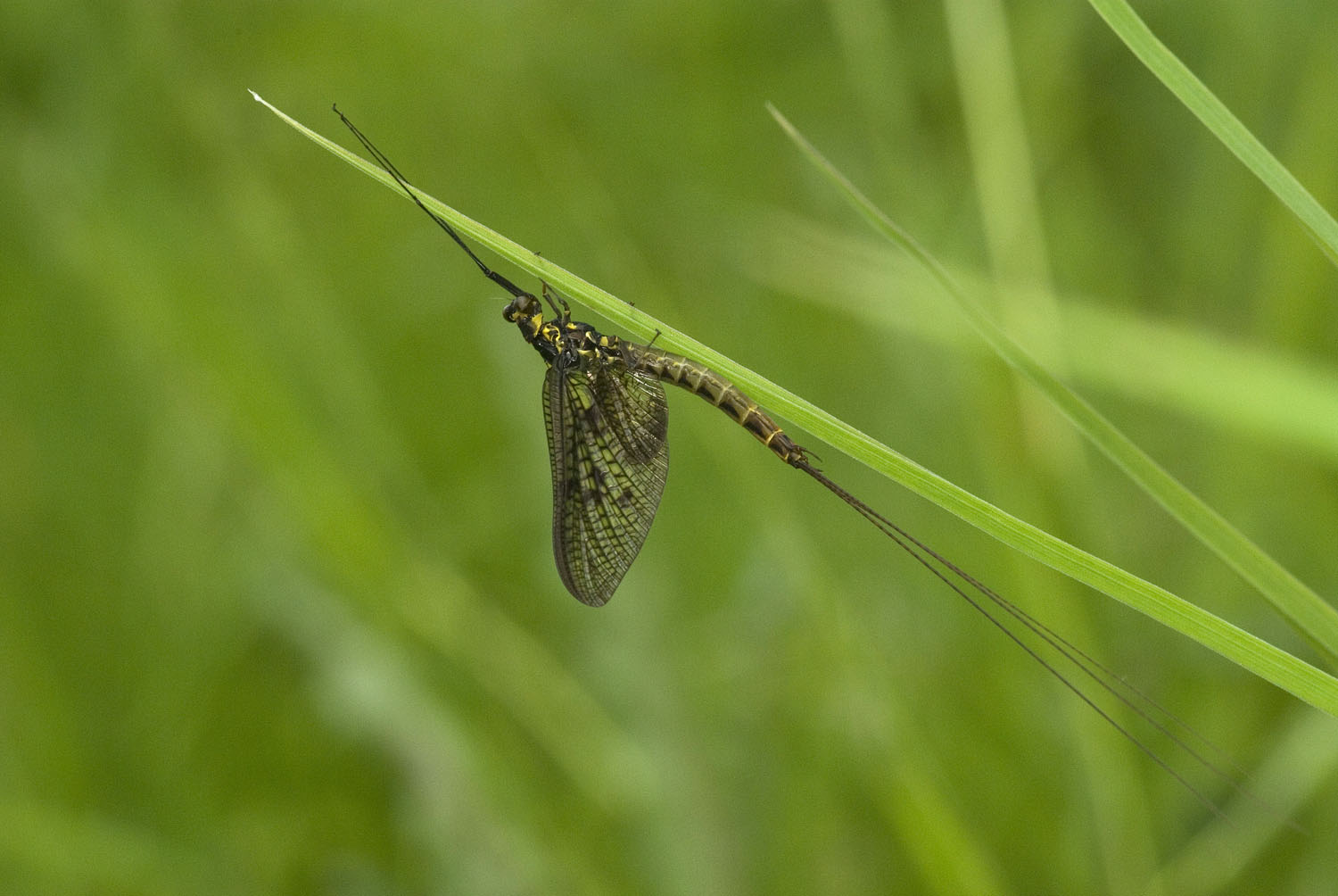 Réf. 86384 — INSECTA > Ephemeroptera > Ephemeridae > Ephemera vulgata ...