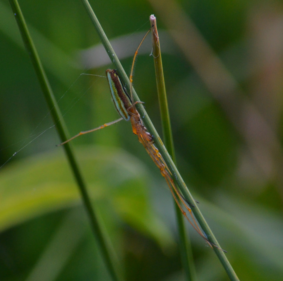 Réf. 86861 — ARACHNIDA > Araneae > Tetragnathidae > Tetragnatha sp ...