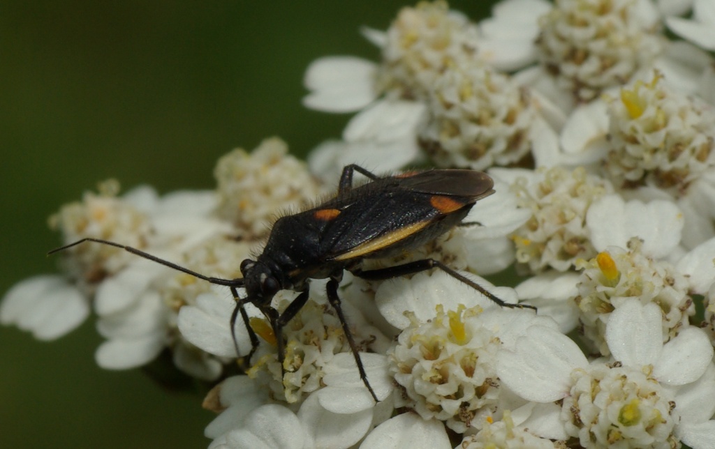 Capsodes (Capsodes) gothicus (Insecta, Heteroptera, Miridae) - www ...
