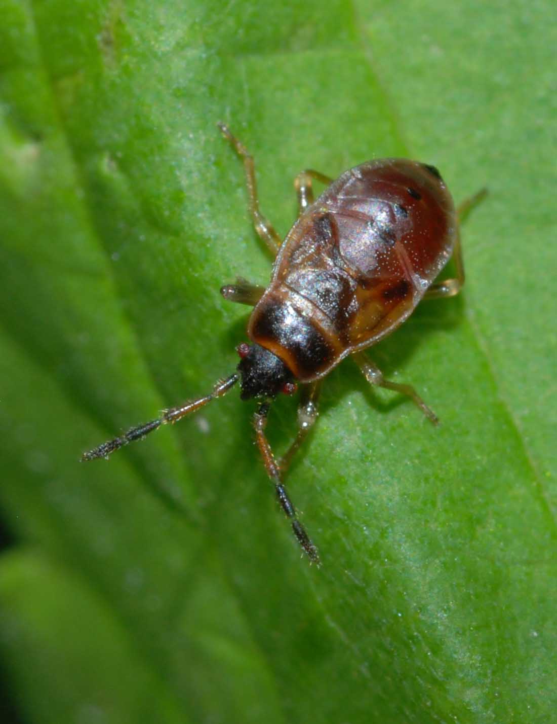 Réf. 87452 — INSECTA > Heteroptera > Rhyparochromidae > Drymus ...