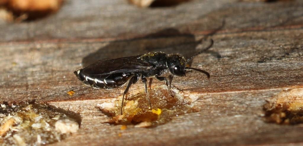 Réf. 87512 — INSECTA > Hymenoptera > Sapygidae > Sapygina decemguttata ...