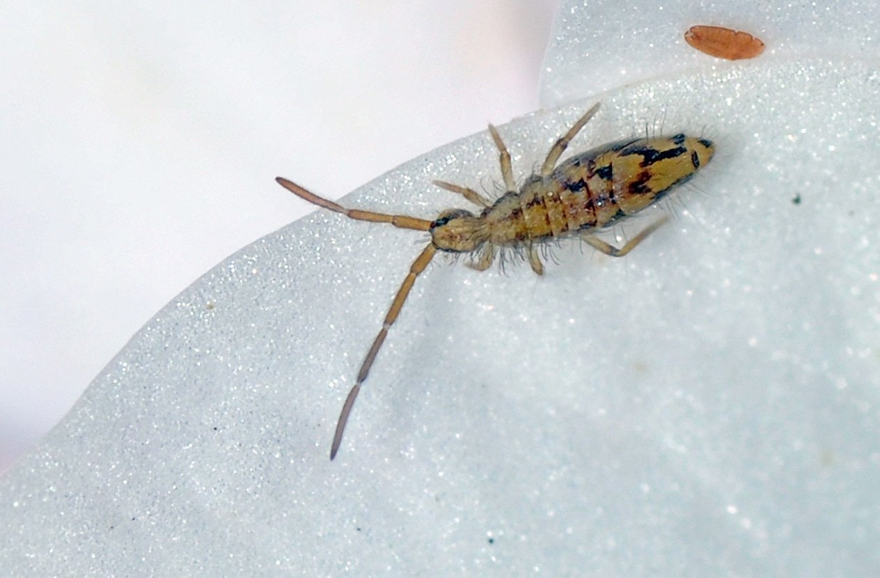 Réf. 88930 — ENTOGNATHA > Collembola > Entomobryidae > Entomobrya ...