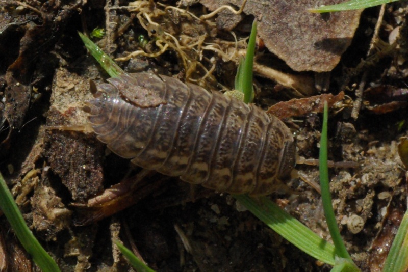 Réf. 88536 — CRUSTACEA > Isopoda > Trachelipodidae > Trachelipus ...