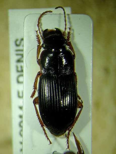 Réf. 88156 — INSECTA > Coleoptera > Carabidae > Harpalus (Harpalus ...