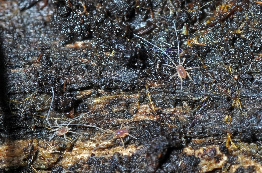 Réf. 88120 — ARACHNIDA > Prostigmata > Eupodidae > Linopodes sp. - www ...