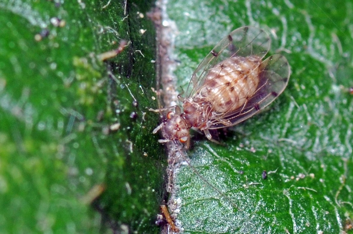 Réf. 89281 — INSECTA > Psocoptera > Ectopsocidae > Ectopsocus petersi ...