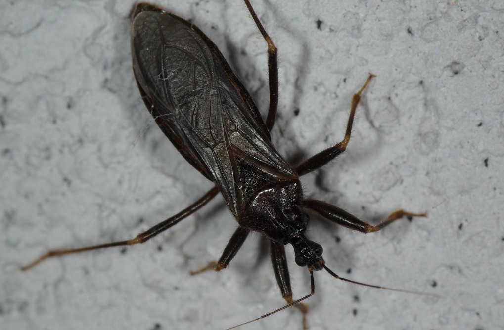 Reduvius Personatus é Perigoso - RETOEDU