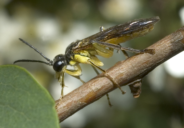 Réf. 9853 — INSECTA > Hymenoptera > Tenthredinidae > Tenthredo ...