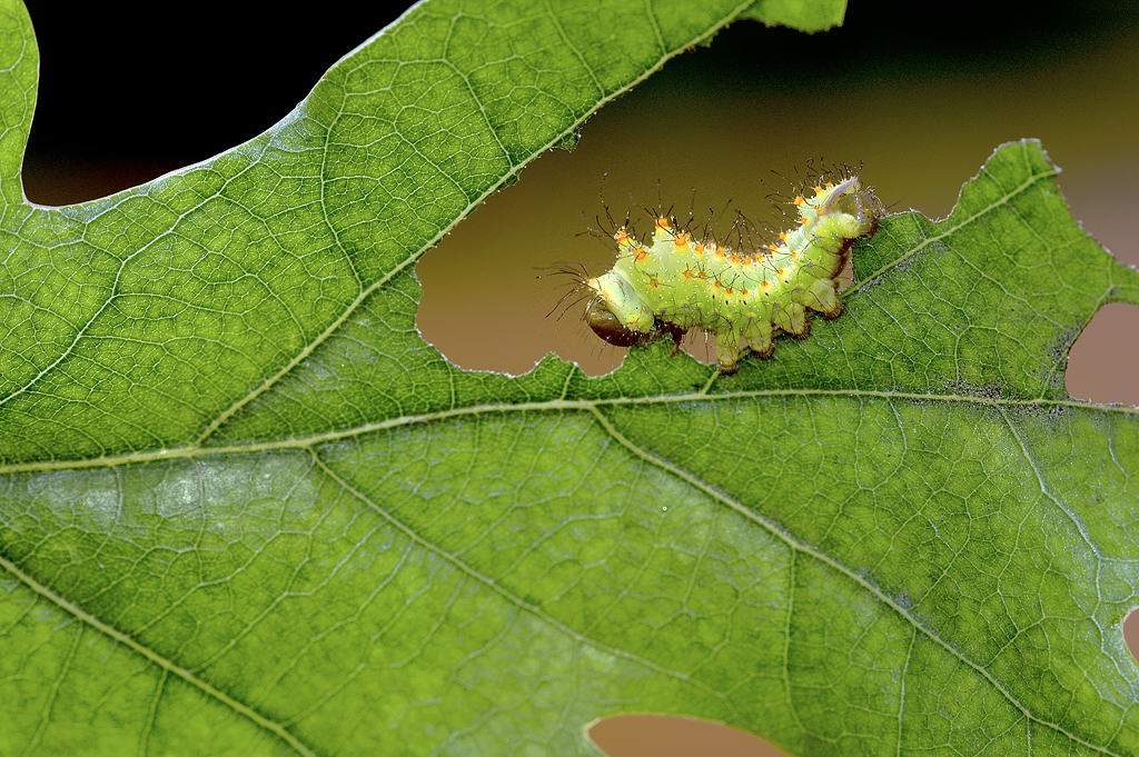 Réf. 9252 — INSECTA > Lepidoptera > Saturniidae > Antheraea (Antheraea ...