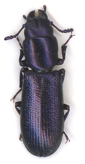 Réf. 9673 — INSECTA > Coleoptera > Trogossitidae > Temnoscheila ...