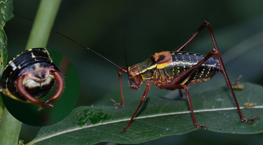 Réf. 90492 — INSECTA > Orthoptera > Tettigoniidae > Barbitistes ...