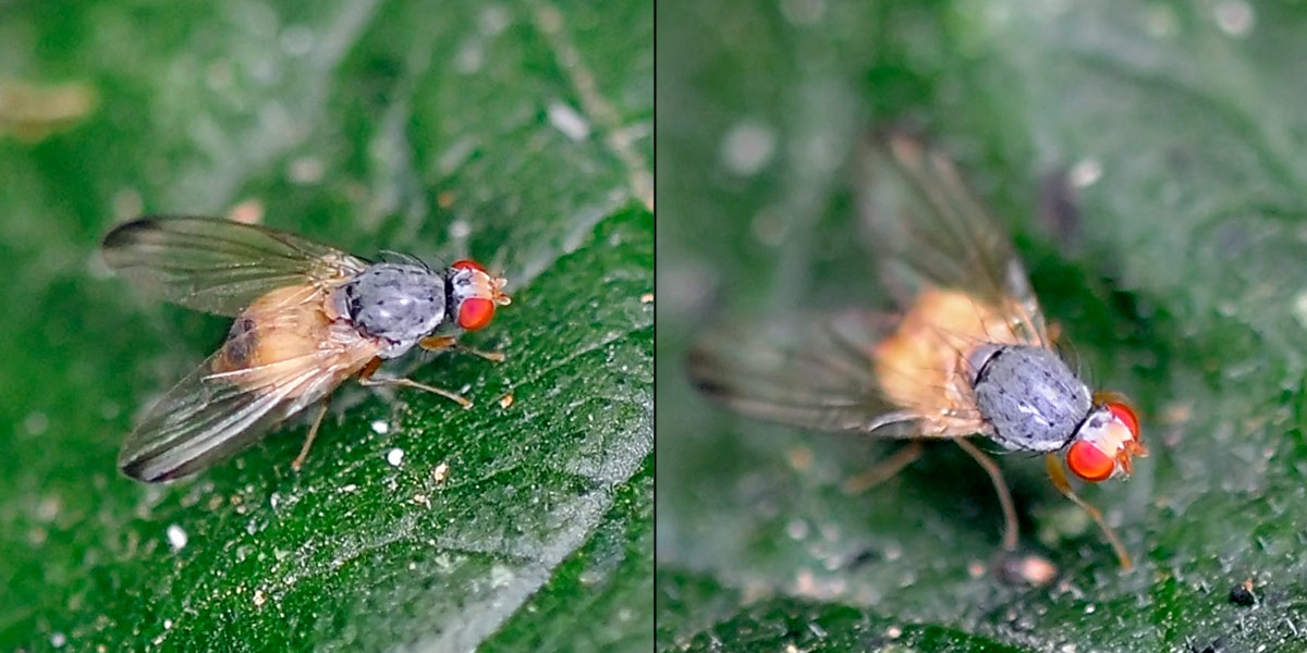 Réf. 91960 — INSECTA > Diptera > Pallopteridae > Palloptera sp. - www ...