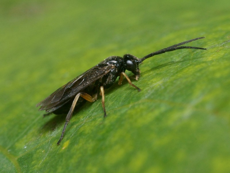 Réf. 91776 — INSECTA > Hymenoptera > Tenthredinidae > Stauronematus ...