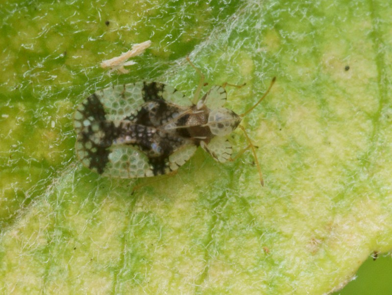 Stephanitis (Stephanitis) pyri (Insecta, Heteroptera, Tingidae) - www ...