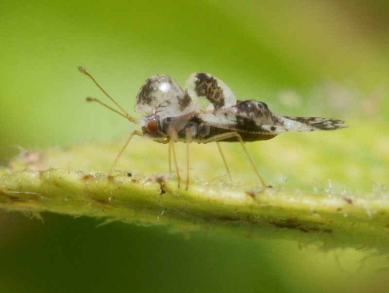 Réf. 91385 — INSECTA > Heteroptera > Tingidae > Stephanitis ...