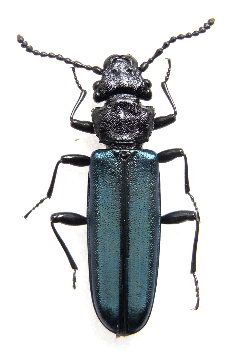 Réf. 91236 — INSECTA > Coleoptera > Cucujidae > Cucujus mniszechi - www ...