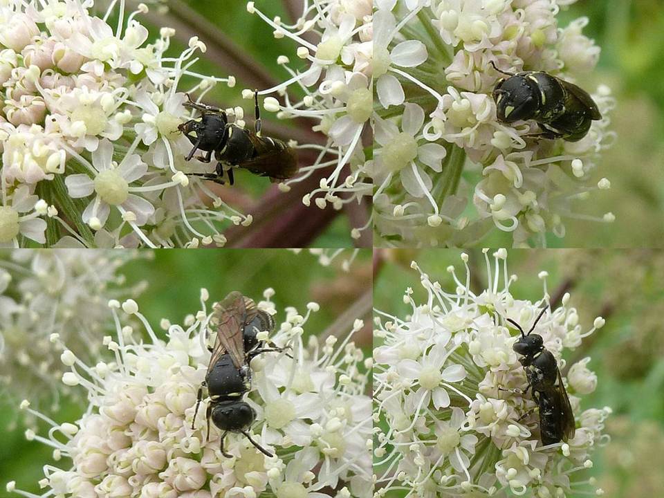 Réf. 91516 — INSECTA > Hymenoptera > Colletidae > Hylaeus (Prosopis) sp ...