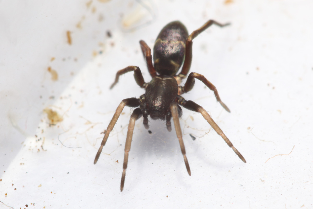 Réf. 91573 — ARACHNIDA > Araneae > Gnaphosidae > Micaria sp. - www ...