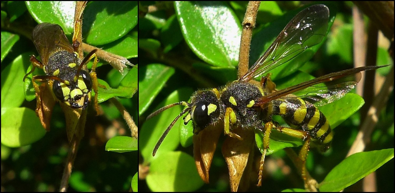 Réf. 91011 — INSECTA > Hymenoptera > Philanthidae > Cerceris ...
