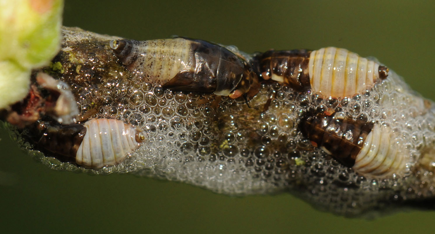 Réf. 92970 — INSECTA > Homoptera > Aphrophoridae > Aphrophora sp. - www ...