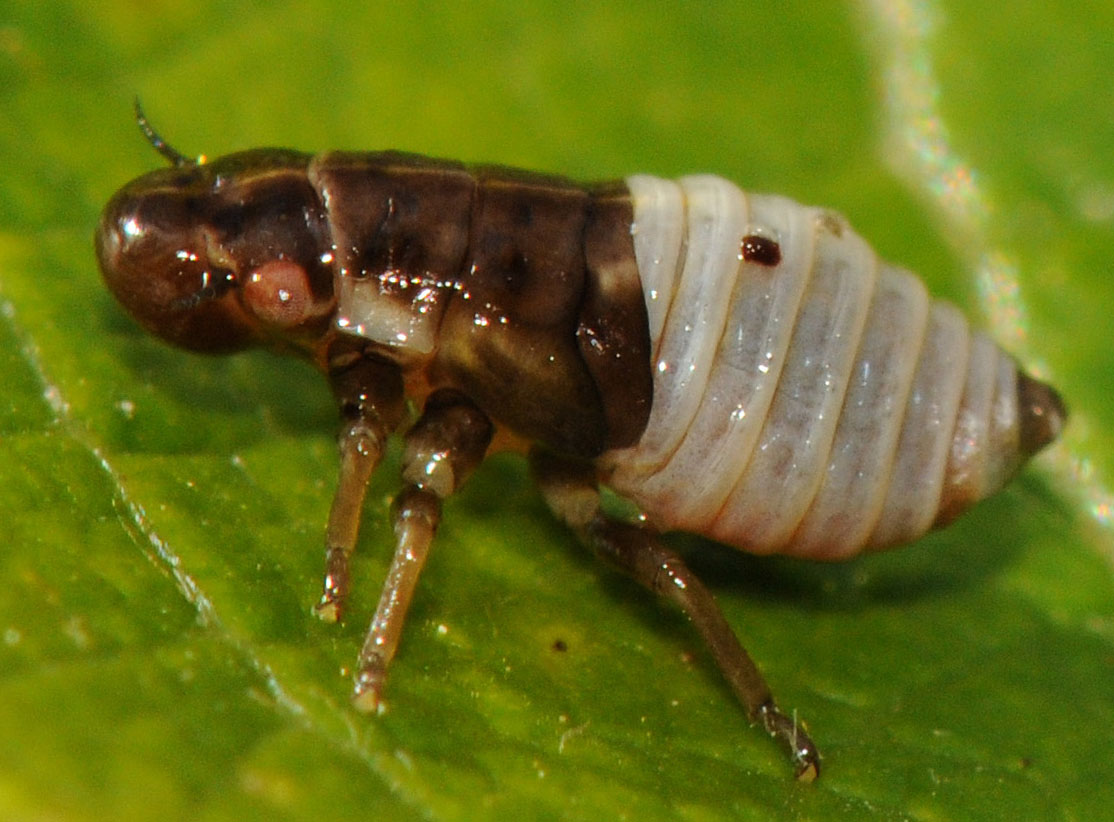 Réf. 92972 — INSECTA > Homoptera > Aphrophoridae > Aphrophora sp. - www ...
