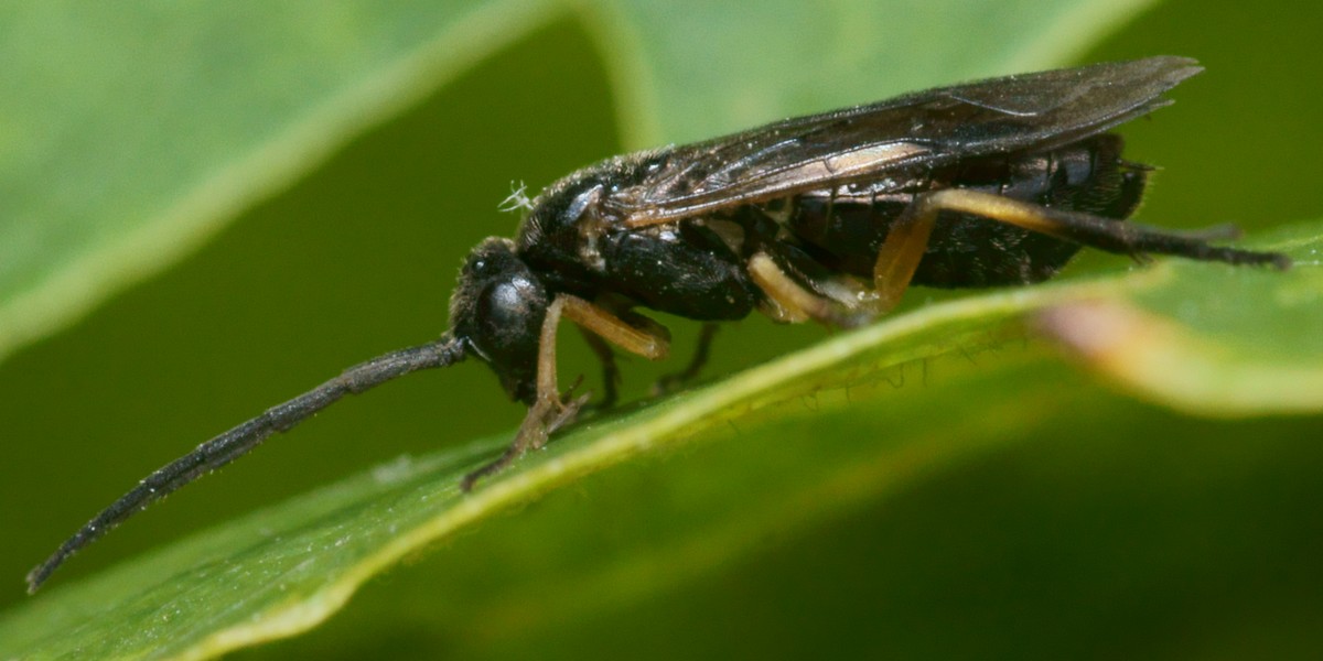 Stauronematus platycerus (Insecta, Hymenoptera, Tenthredinidae) - www ...