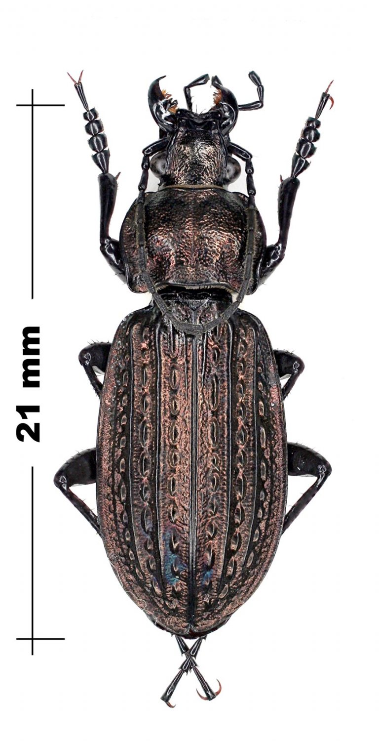Réf. 92163 — INSECTA > Coleoptera > Carabidae > Carabus (Carabus ...