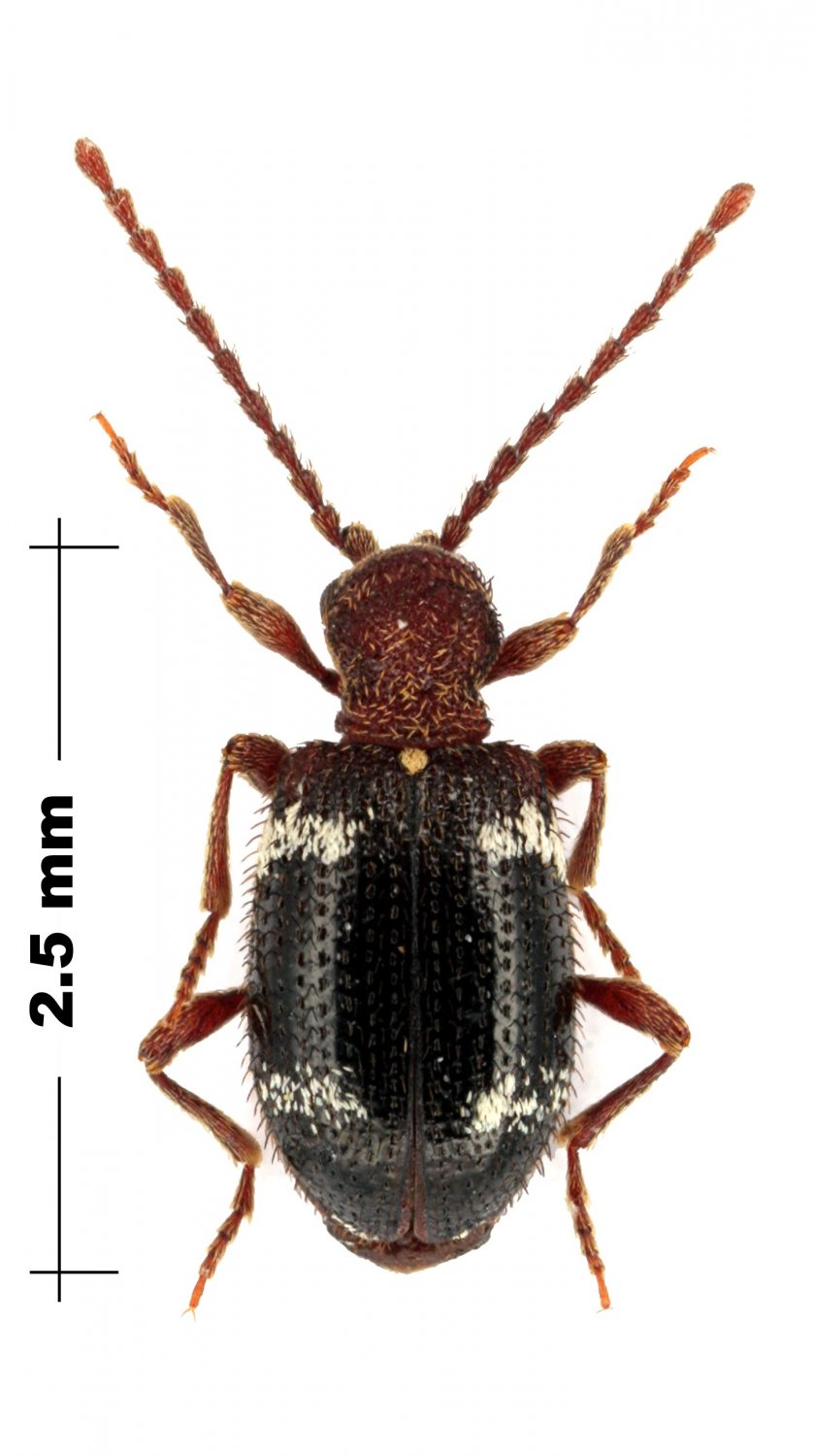 Réf. 92540 — INSECTA > Coleoptera > Ptinidae > Ptinus (Gynopterus ...