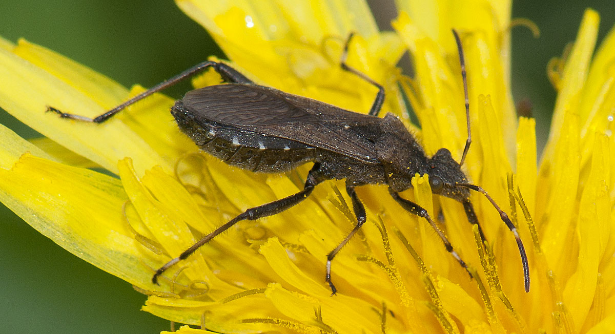 Réf. 93433 — INSECTA > Heteroptera > Alydidae > Alydus calcaratus - www ...