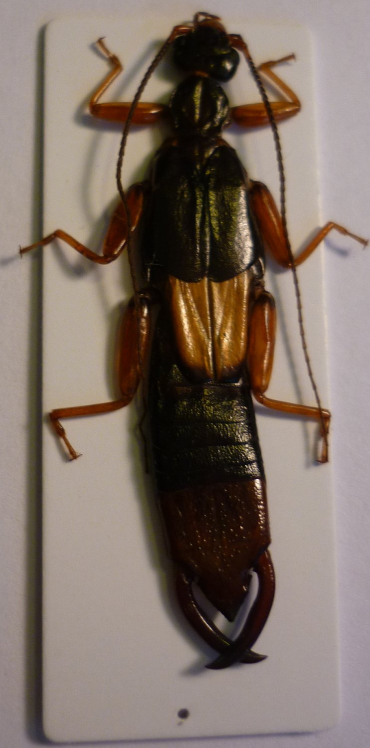 Réf. 93330 — INSECTA > Dermaptera > Apachyidae > Apachyus feae - www ...