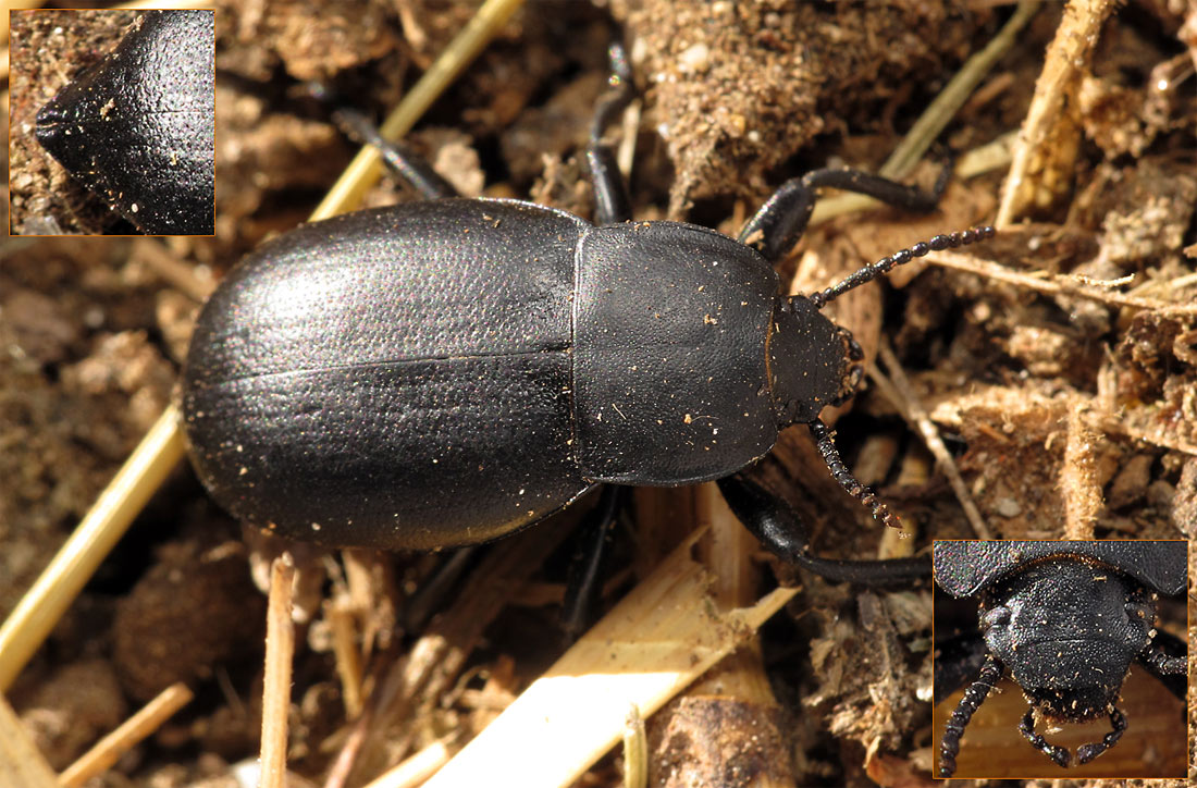 Réf. 93630 — INSECTA > Coleoptera > Tenebrionidae > Blaps lethifera ...