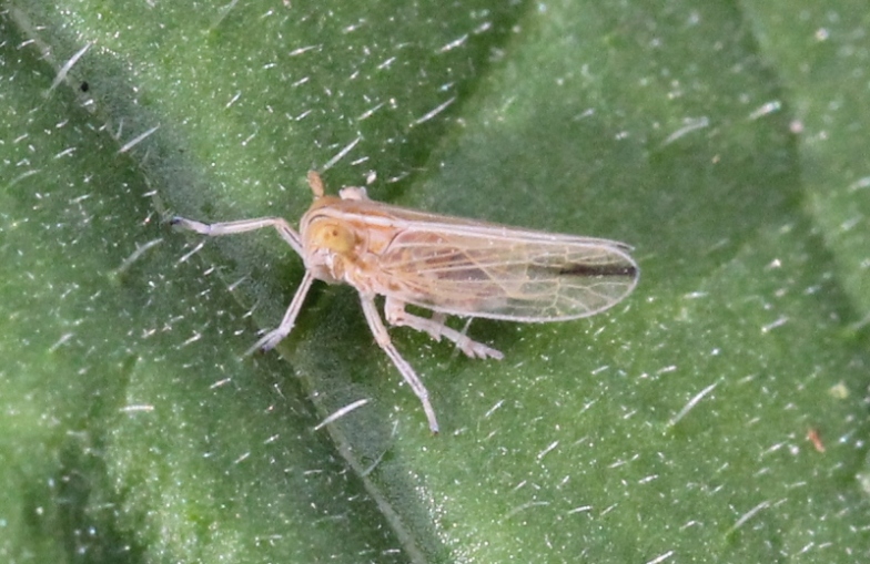 Réf. 93639 — INSECTA > Homoptera > Delphacidae > Stenocranus sp. - www ...