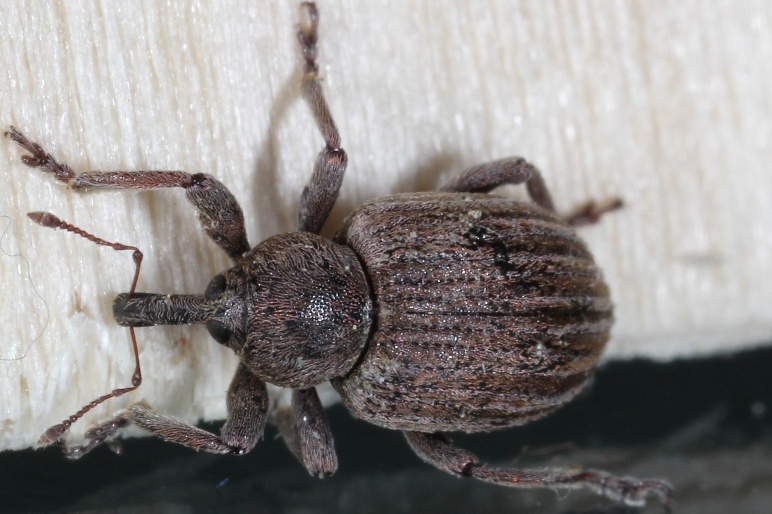 Hypera (Dapalinus) striata (Insecta, Coleoptera, Curculionidae) - www ...
