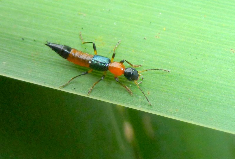 Réf. 93731 — INSECTA > Coleoptera > Staphylinidae > Paederus (Paederus ...