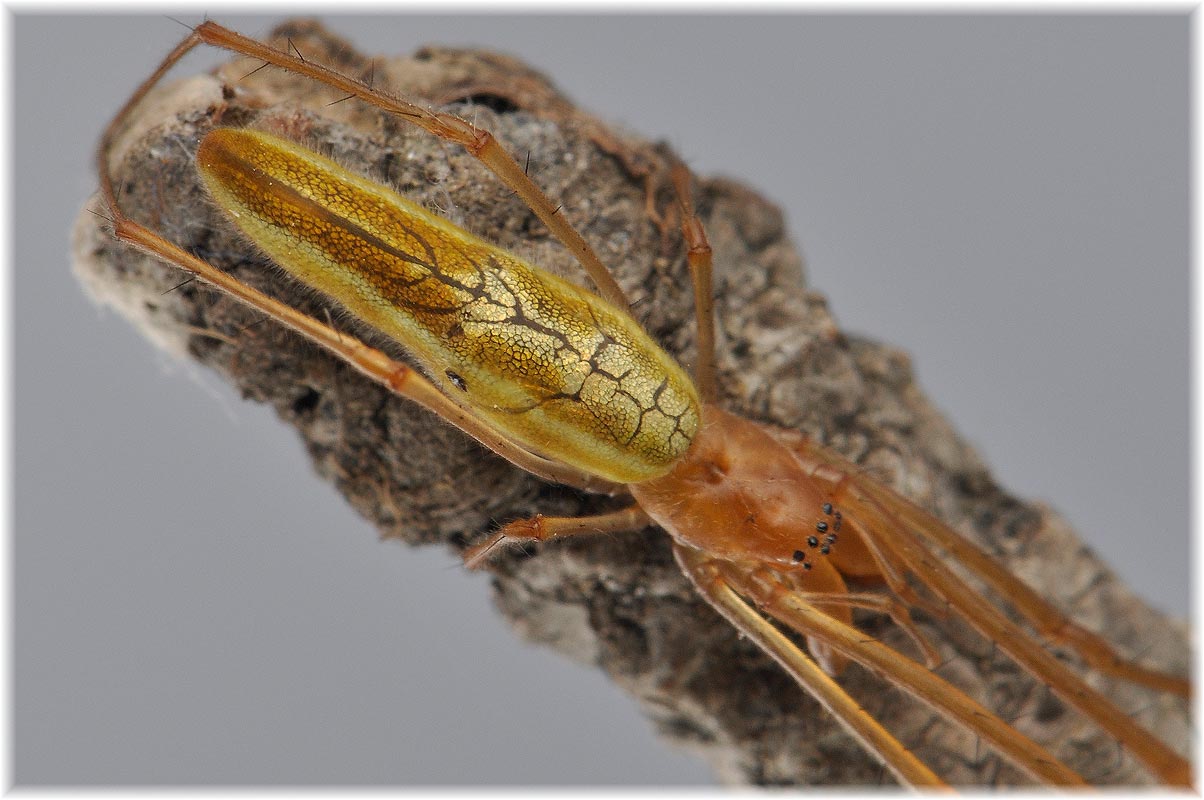 Réf. 93754 — ARACHNIDA > Araneae > Tetragnathidae > Tetragnatha sp ...