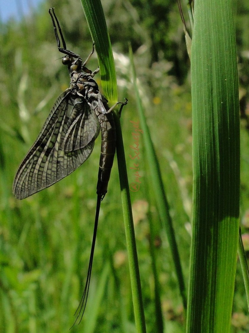 Réf. 94414 — INSECTA > Ephemeroptera > Ephemeridae > Ephemera sp. - www ...