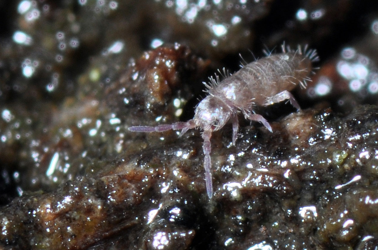 Réf. 94200 — ENTOGNATHA > Collembola > Entomobryidae > Heteromurus ...